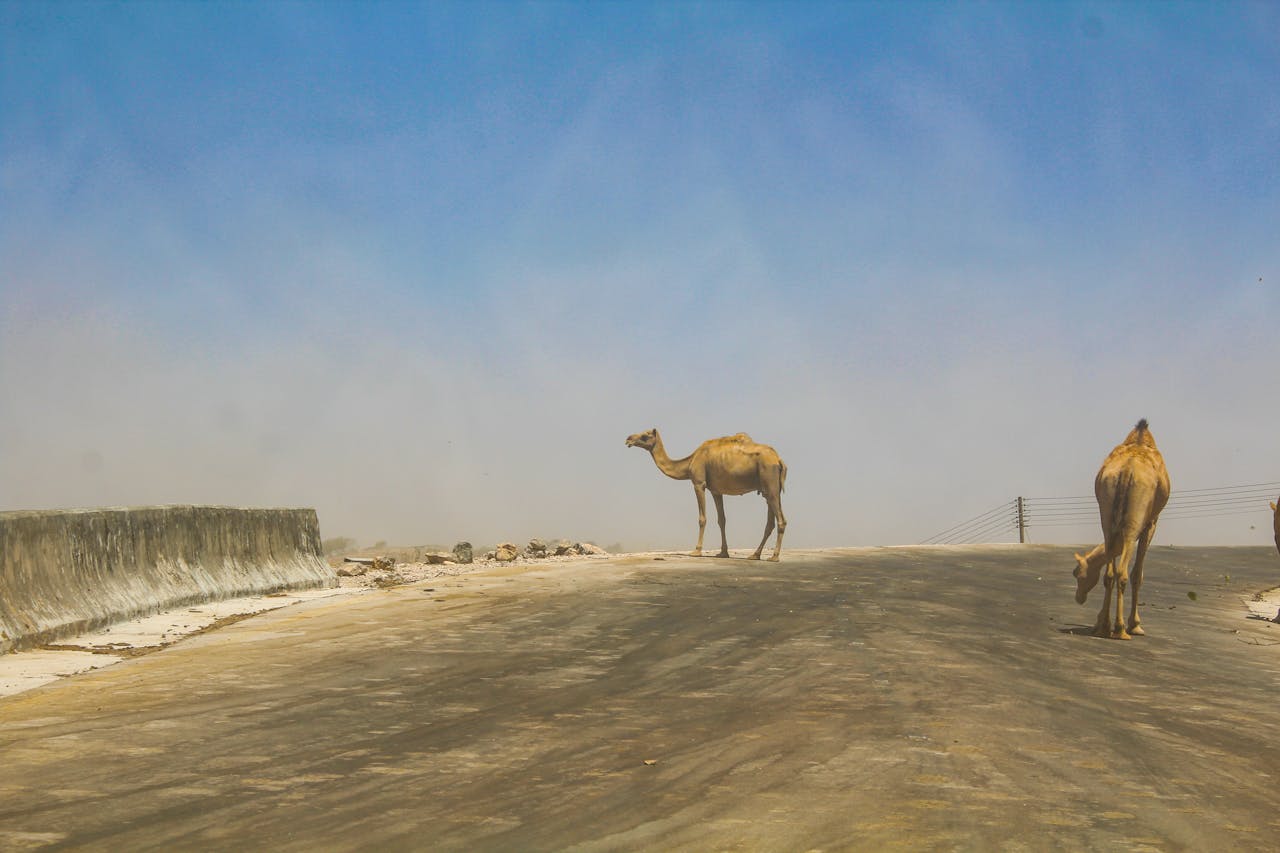 Best places to visit in Sur, Oman