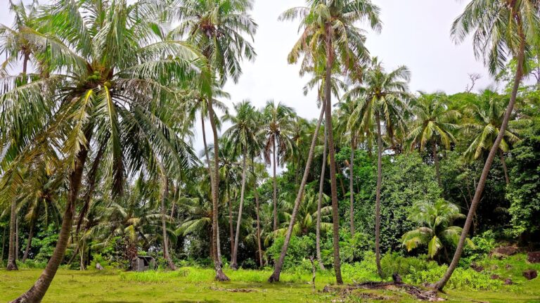 Best places to visit in Neemuch, Madhya Pradesh