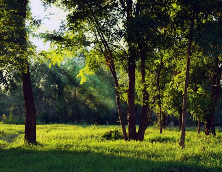 Best places to visit in Sehore, Madhya Pradesh
