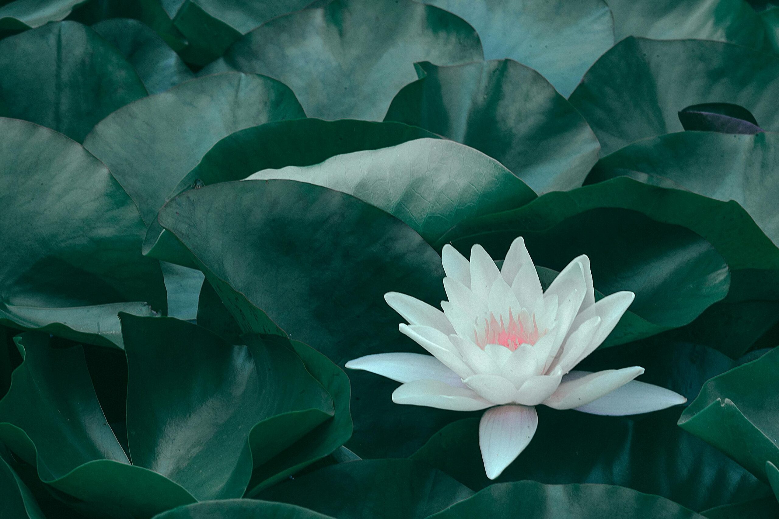 Discover the Beauty of Auburn Botanic Gardens: A Hidden Gem in Sydney’s ...